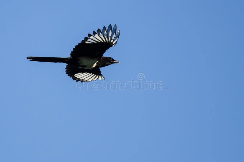 Black-Billed Magpie Flying in a Blue Sky Stock Image - Image of clear ...