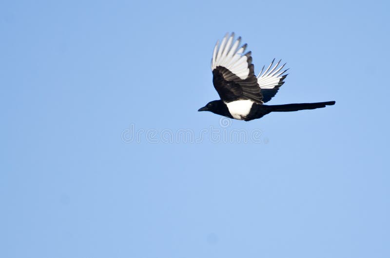 Black-Billed Magpie Flying in a Blue Sky Stock Photo - Image of flight ...