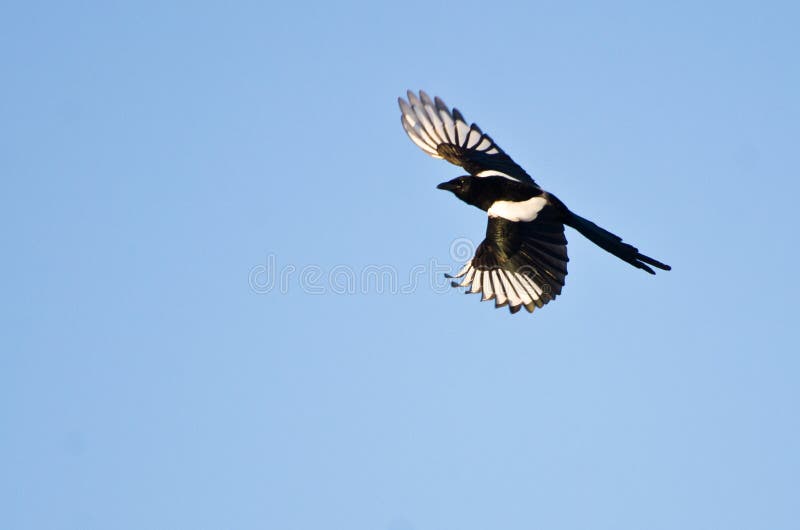Black-Billed Magpie Flying in a Blue Sky Stock Image - Image of flight ...
