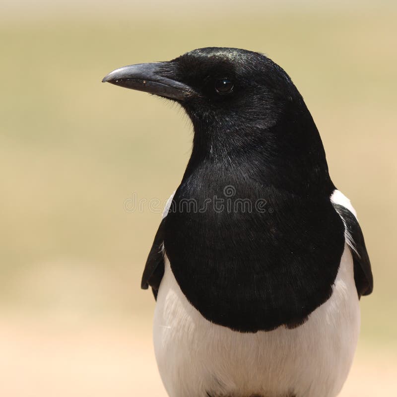 Black-billed Magpie Portrait Stock Photo - Image of nature, mountain ...
