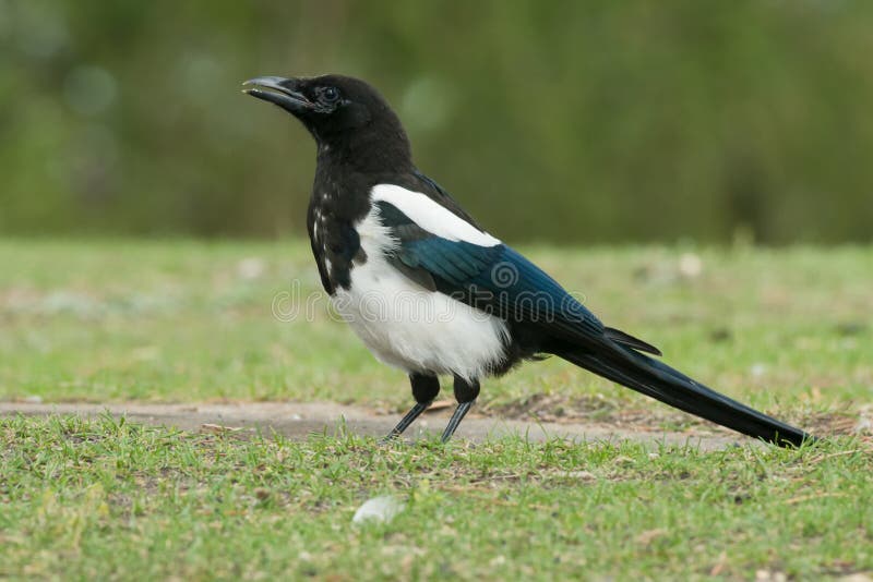 Black-billed Magpie - Pica Hudsonia Stock Photo - Image of beak ...