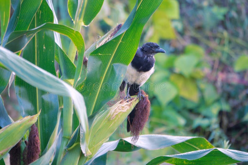 Black-billed Magpie stock photo. Image of common, corn - 256631442
