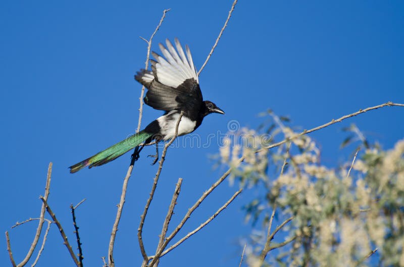 Magpie Taking Off from a Fence Stock Image - Image of wildlife, magpie ...