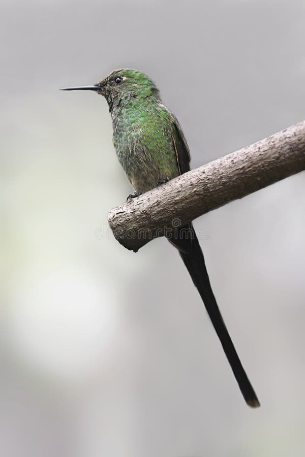 Black-billed Magpie (Pica Hudsonia) Stock Image - Image of nature, pica ...