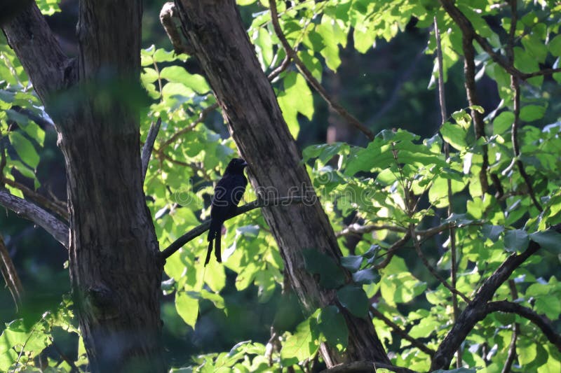 A Black Bird on a Big Tree in a Forest. Stock Image - Image of ...