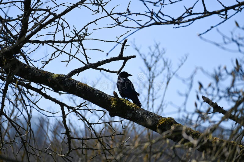 A Black Bird on a Branch in Nature Stock Image - Image of corvus, fauna ...