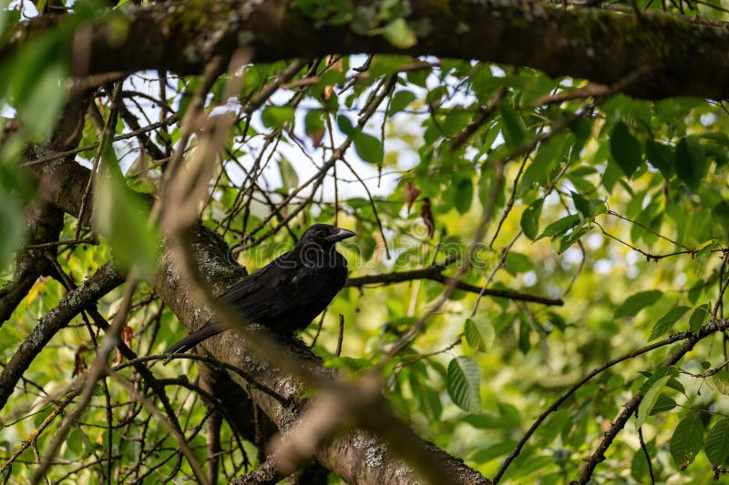 A Black Bird on a Branch in Nature Stock Photo - Image of black, common ...