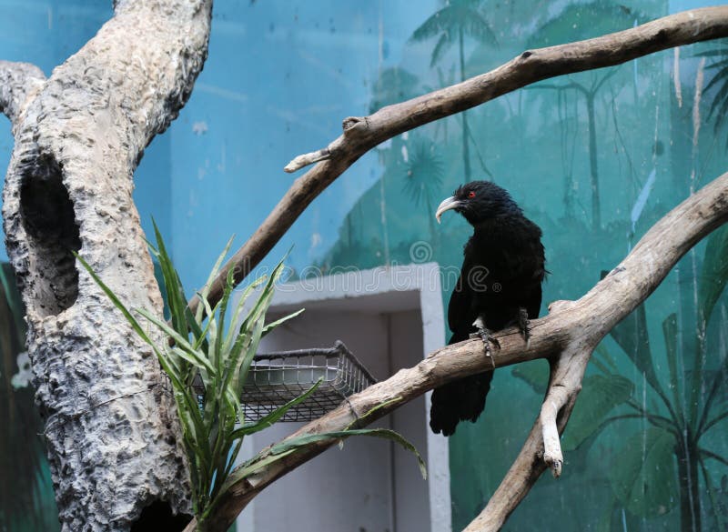 Black bird on the branch stock photo. Image of black - 75237348