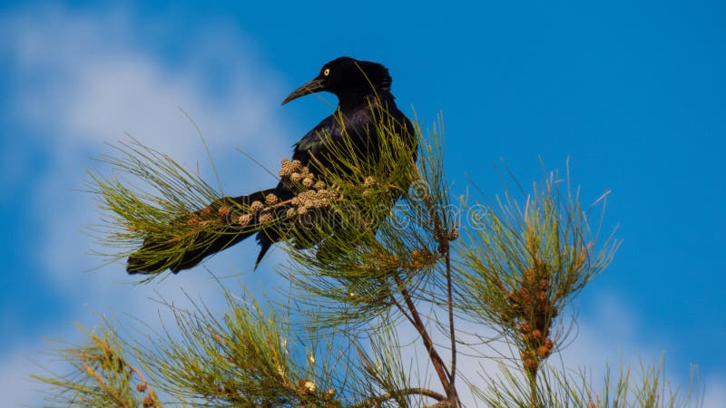 Crow looking at ocean stock photo. Image of coast, ocean - 42520454