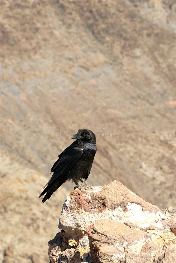 Black Bird Death Valley stock image. Image of bird, avian - 2150049