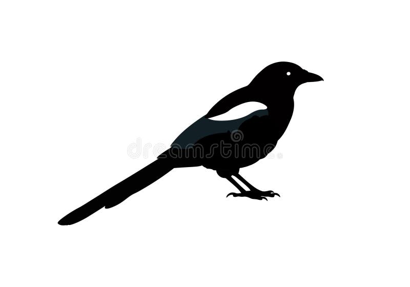 Magpie silhouette stock vector. Illustration of symbol - 374894558