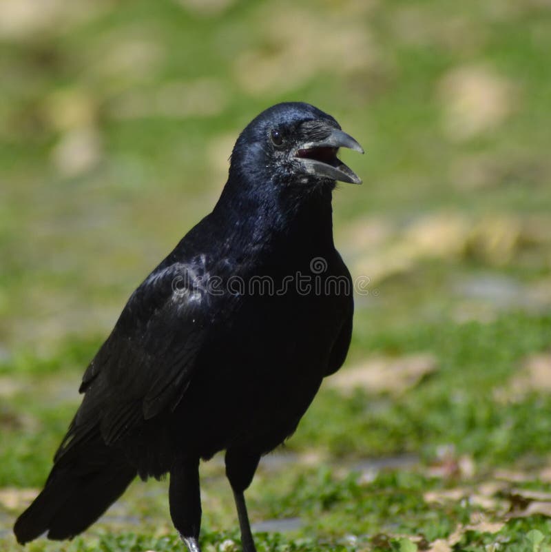 Black bird down stock photo. Image of black, green, bird - 228540126