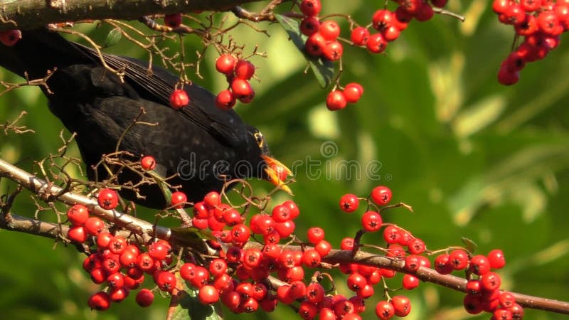 Black Bird Eating and Pooping Loop Stock Video - Video of feed, berries ...