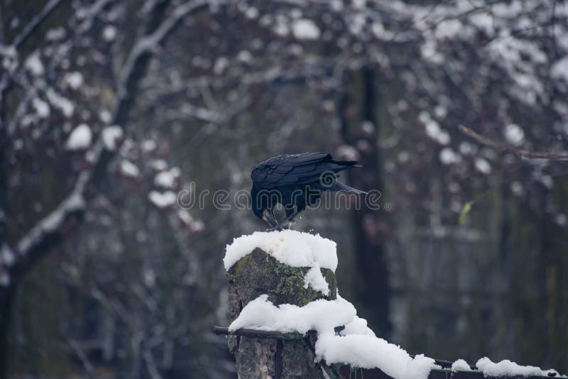 Black bird eats prey. crow stock image. Image of green - 263659813