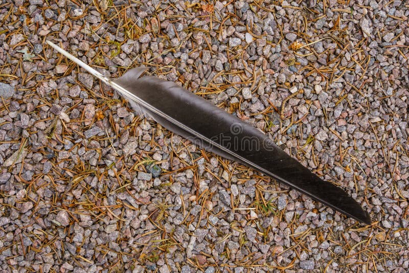 Black Bird Feather and Dead Pine Needles on Gravel Surface Stock Photo ...