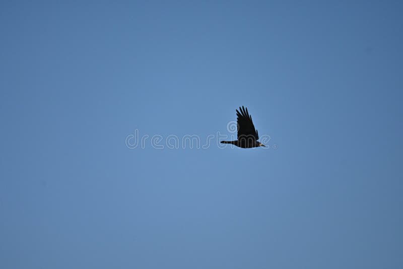 Black Bird in the Flight on the Blye Sky Stock Photo - Image of light ...