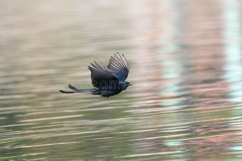 Black Bird Flying Over Reflective Water Surface. Stock Photo - Image of ...