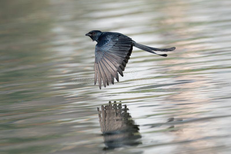 Black Bird in Flight Over Water with Reflection. Stock Image - Image of ...