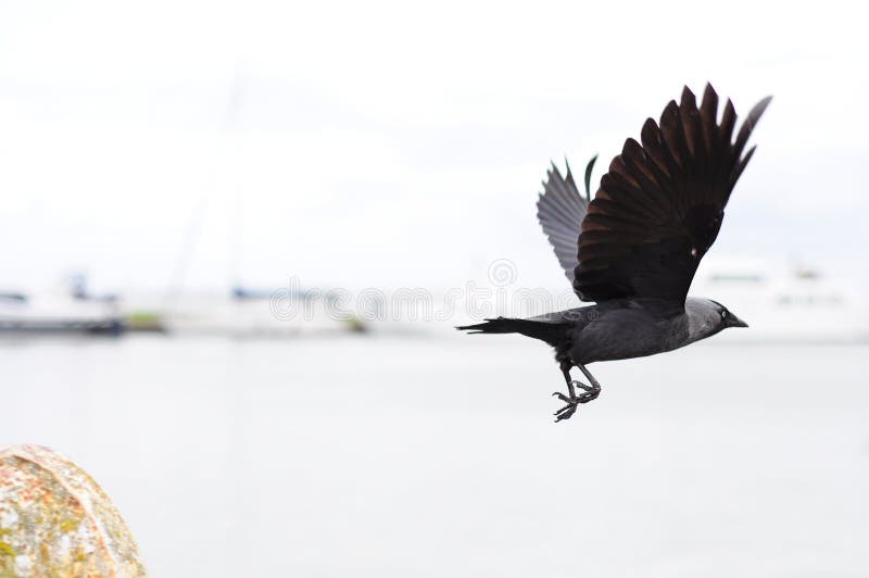 Black Bird Fly Away at the Beach Stock Image - Image of black, wing: 290898181