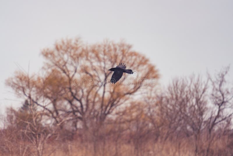 Black Bird Flying Near the Dried Trees Stock Image - Image of dried ...