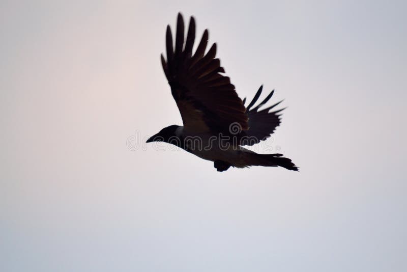 Black bird flying off stock photo. Image of wildlife - 107701238