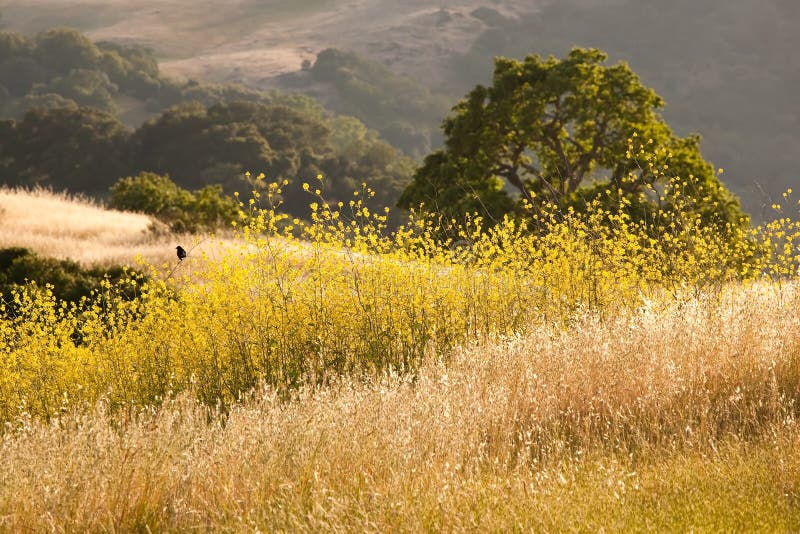 Black Bird in Golden Wildflower Field Stock Image - Image of ...