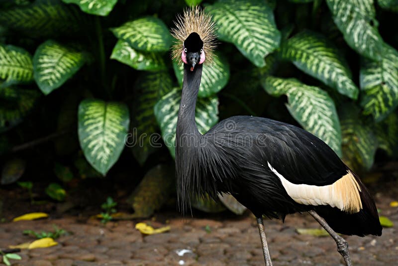 A Black Bird with a Golden Yellow Crest on Its Head Stock Image - Image ...
