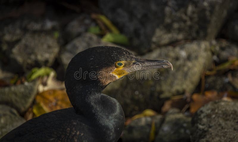 Black Bird Head with Long Beak in Sunny Autumn Evening Stock Photo ...