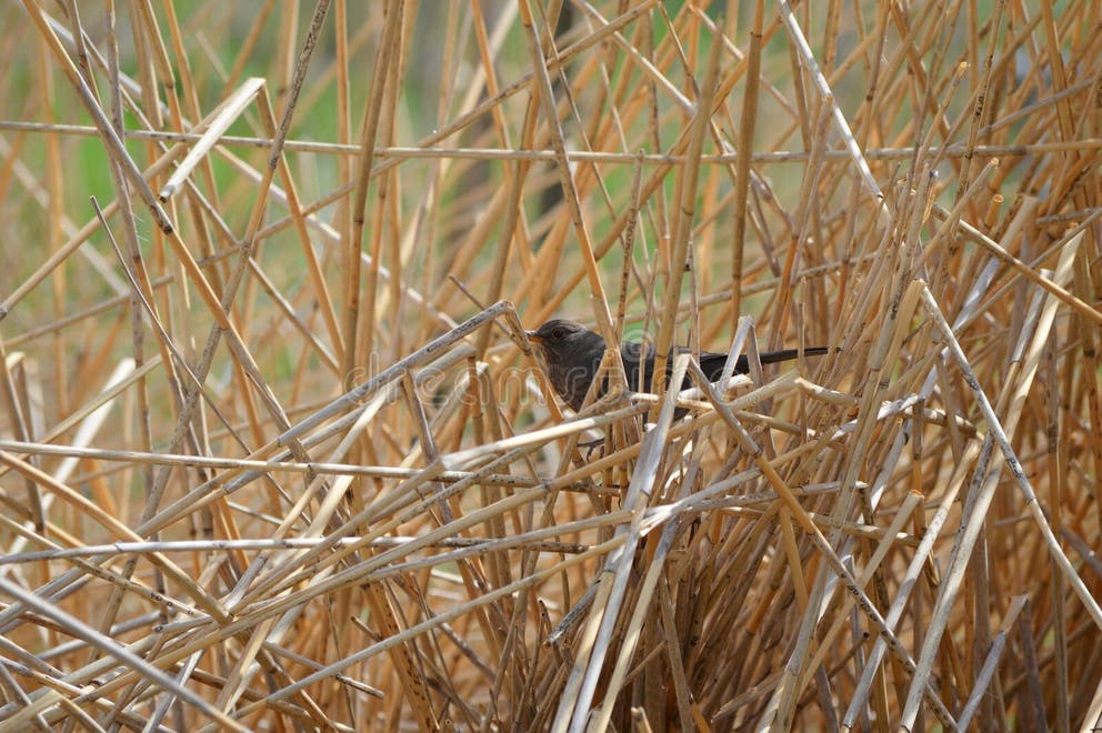 Black Bird Hidden in the Thicket Stock Photo - Image of bird, nature ...