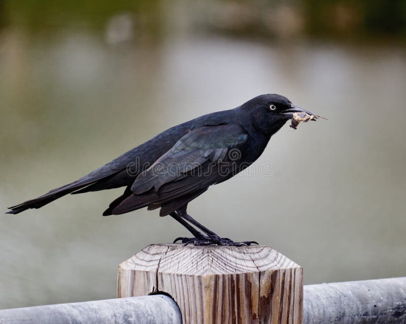 Black Bird Holding a Bug for His Meal Stock Photo - Image of background ...