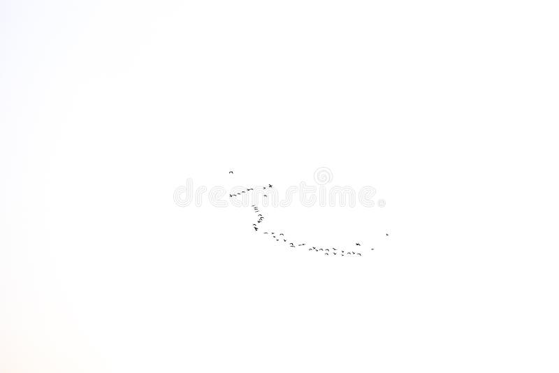 Black Bird Key Flying in the Sky Against a White Background Stock ...