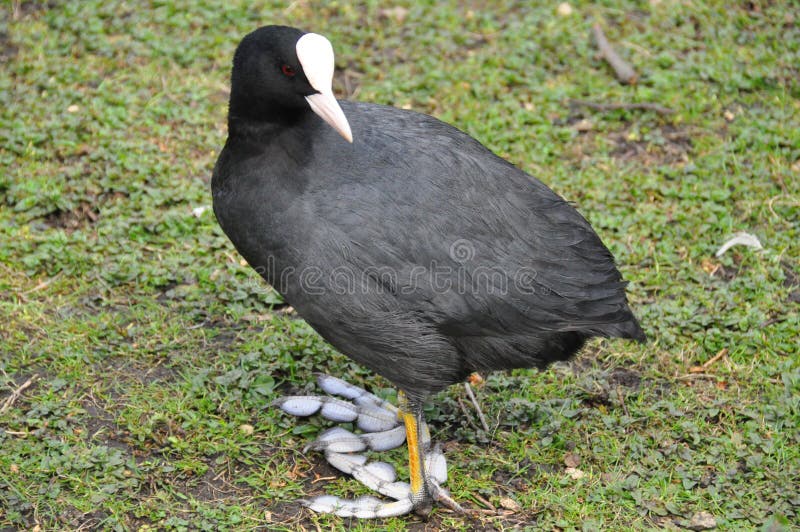 Black bird stock photo. Image of park, surface, blackbird - 31329058