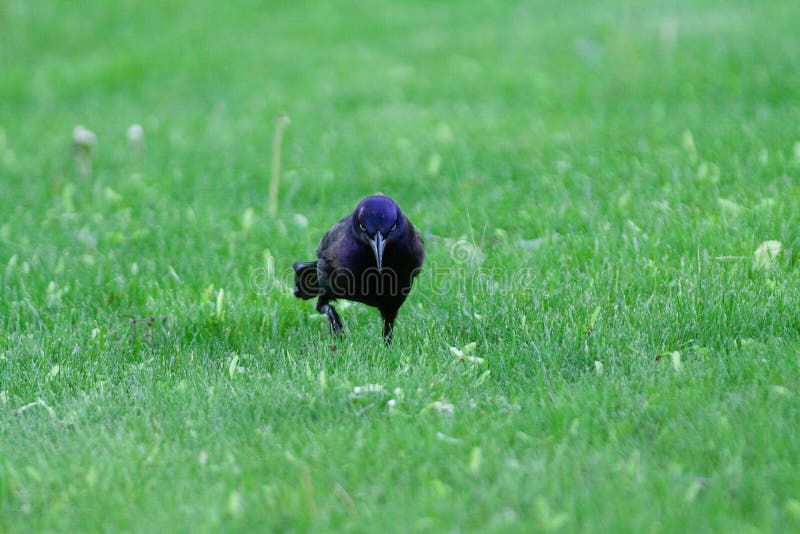 Black bird looking mad stock image. Image of insects - 148558065