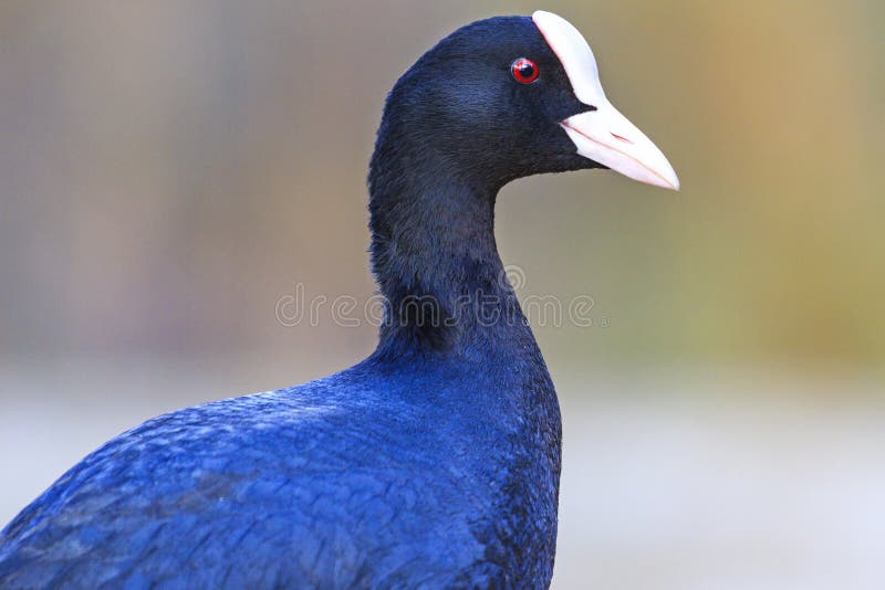 Black Bird with Metallic Glare on the Feathers Stock Photo - Image of ...
