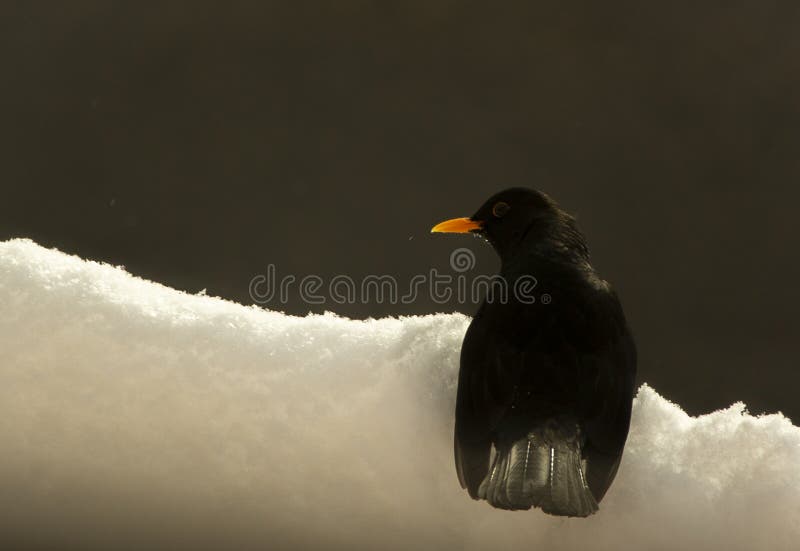 Black Bird with Orange Beak on Snow Stock Image - Image of beck ...