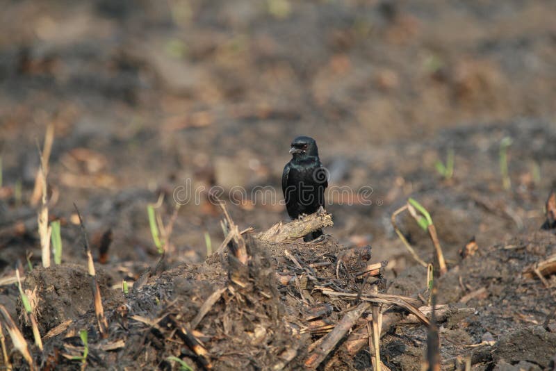 Black Bird, Paddy Fields, Nature, Soil, Stock Image - Image of nature ...