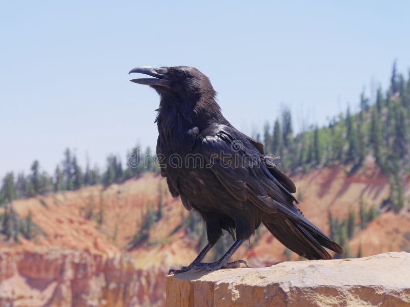 Black bird at the park stock photo. Image of beautiful - 150777292