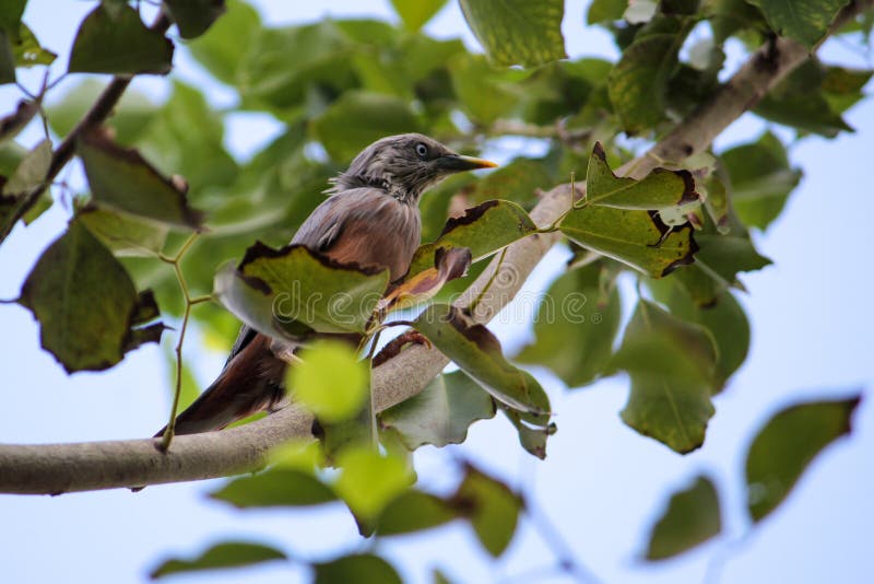 Black Bird Perch on a Tree Branch with Leaves Stock Photo - Image of ...