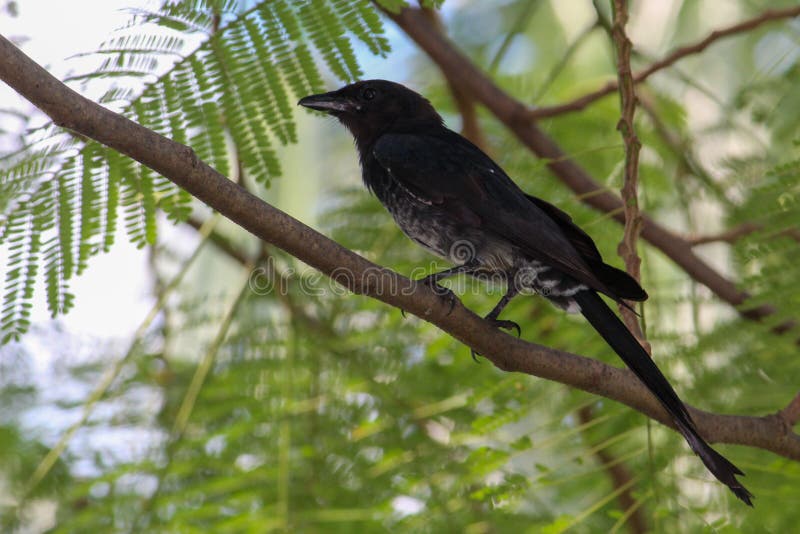 Black Bird Perch on a Tree Branch with Leaves Stock Photo - Image of ...