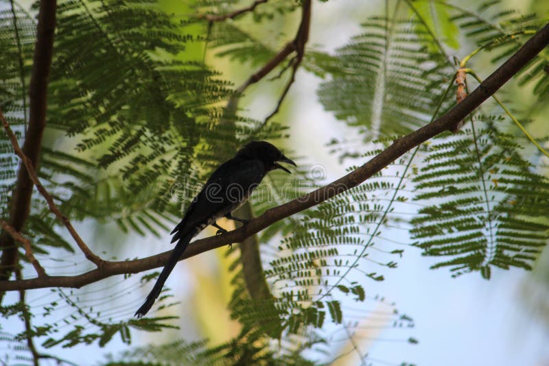 Black Bird Perch on a Tree Branch with Leaves Stock Photo - Image of ...