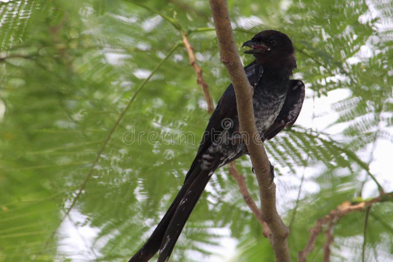 Black Bird Perch on a Tree Branch with Leaves Stock Image - Image of ...