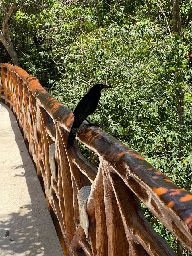 Black Bird Perched on a Railing in a Zoo Setting, Looking Out into the ...