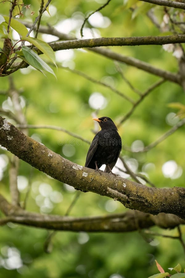 Black Bird Perched on Tree Branch, Alert and Watching Stock Image ...