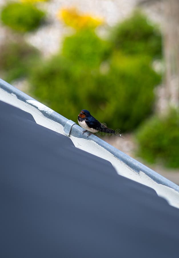 Black Bird Perching on the Roof Stock Image - Image of bird, wings ...