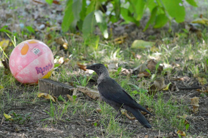 Black bird and a red ball stock photo. Image of animal - 229560870