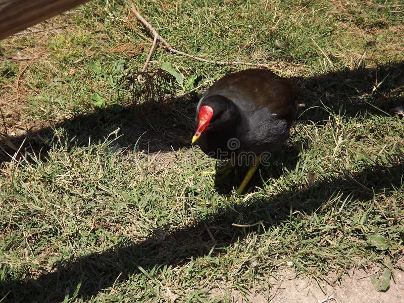Black bird with a red beak stock photo. Image of black - 155817540