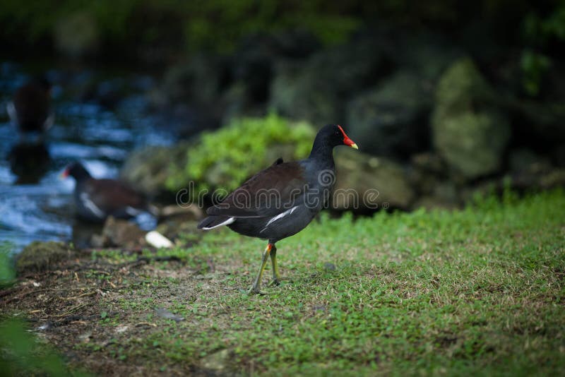 Black Bird with a Red Beak Walks in the Park Stock Image - Image of ...