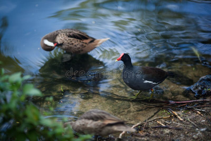 Black Bird with a Red Beak Walks in the Park Stock Image - Image of ...