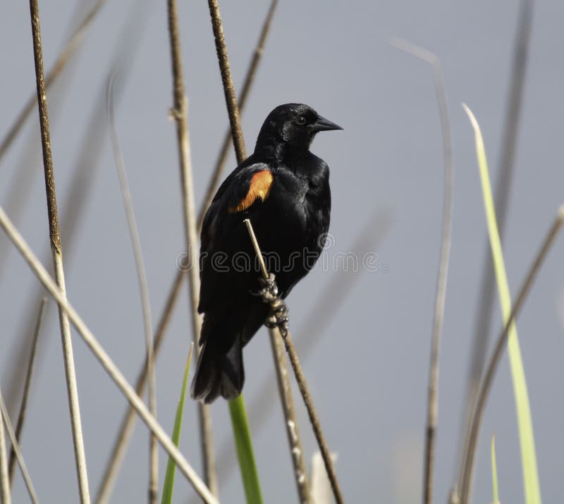 A Black Bird with Red Shoulders Stock Photo - Image of animal, pond ...