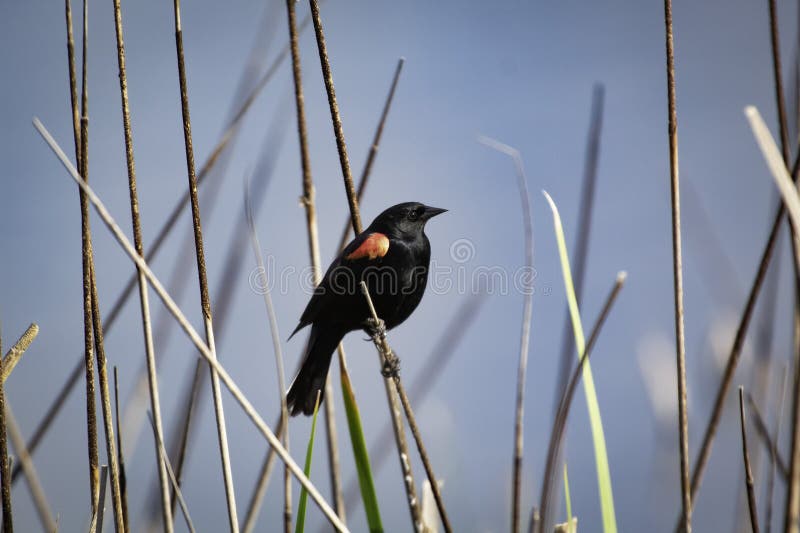 A Black Bird with Red Shoulders Stock Photo - Image of wild, wetland ...